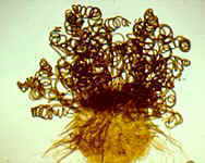 A Survey of Ascomycetous Holomorphs