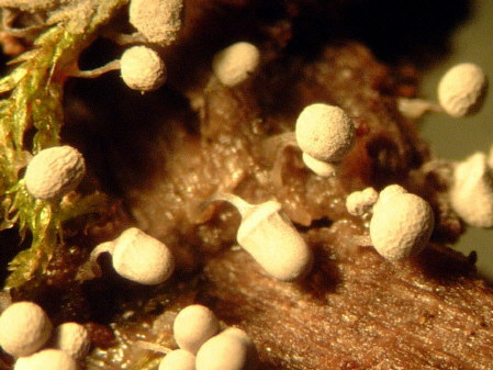 Chapter2a - Protozoan pseudofungi