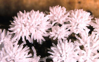 Chapter2a - Protozoan pseudofungi